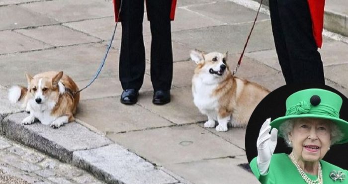 Regina Elisabetta, i suoi corgi attendono il feretro (FOTO)